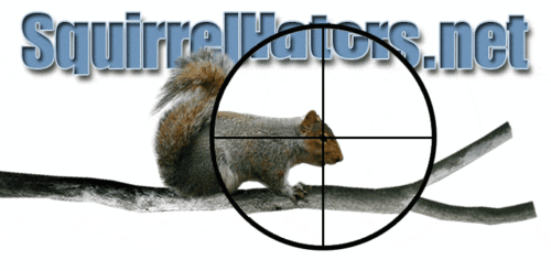 SquirrelHaters.net Forum on the topic of squirrel dogs and hunting ...